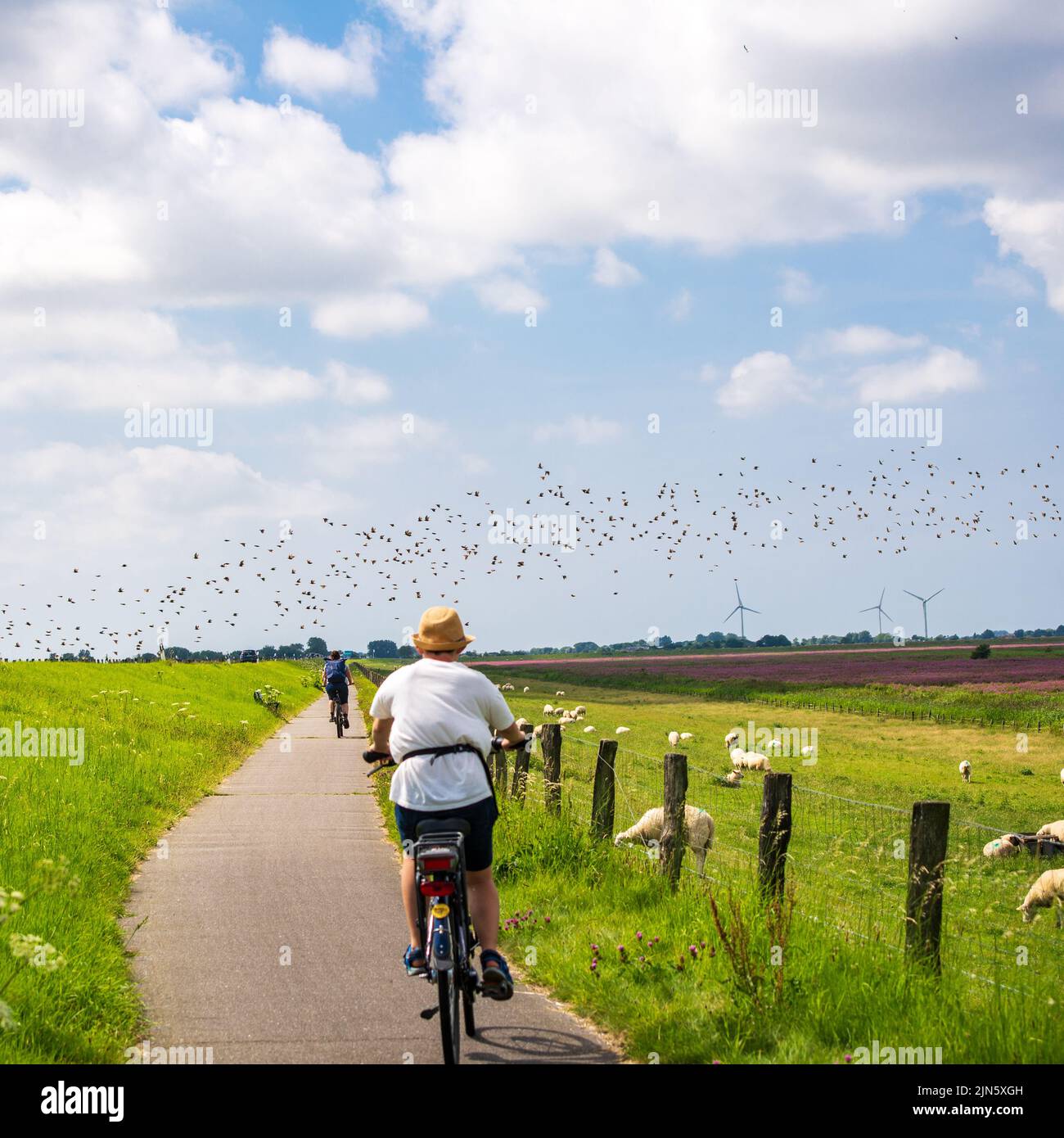 Starlings fly over two people riding bikes in northern germany Stock ...