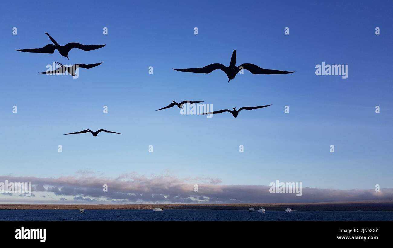 Silhouettes of magnificent frigate birds flying around a boat at sunset ...