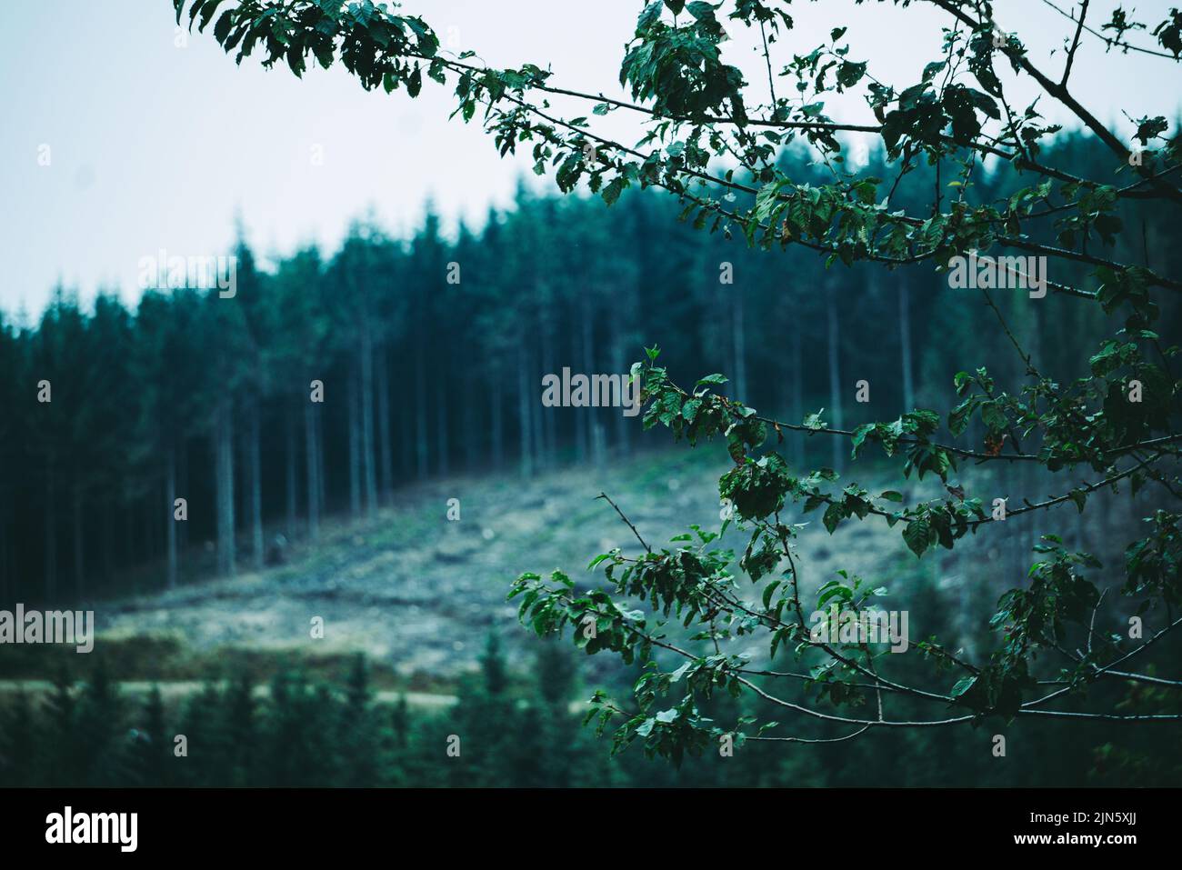 Welsh forest exploration hi-res stock photography and images - Alamy