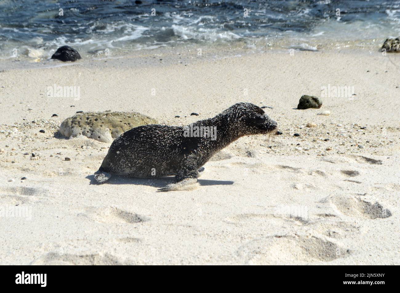 Sea Lions on the white sandy beach on Mosquera Island, Galapagos ...
