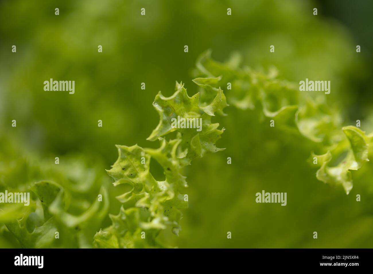 A closeup shot of an iceberg lettuce in a garden with a blurred ...
