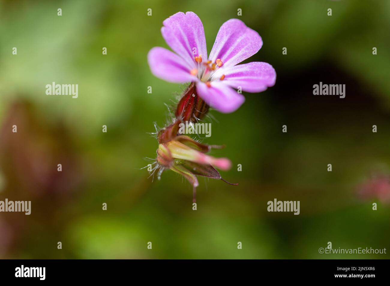 A selective focus shot of a St. Roberts wort in a garden Stock Photo ...