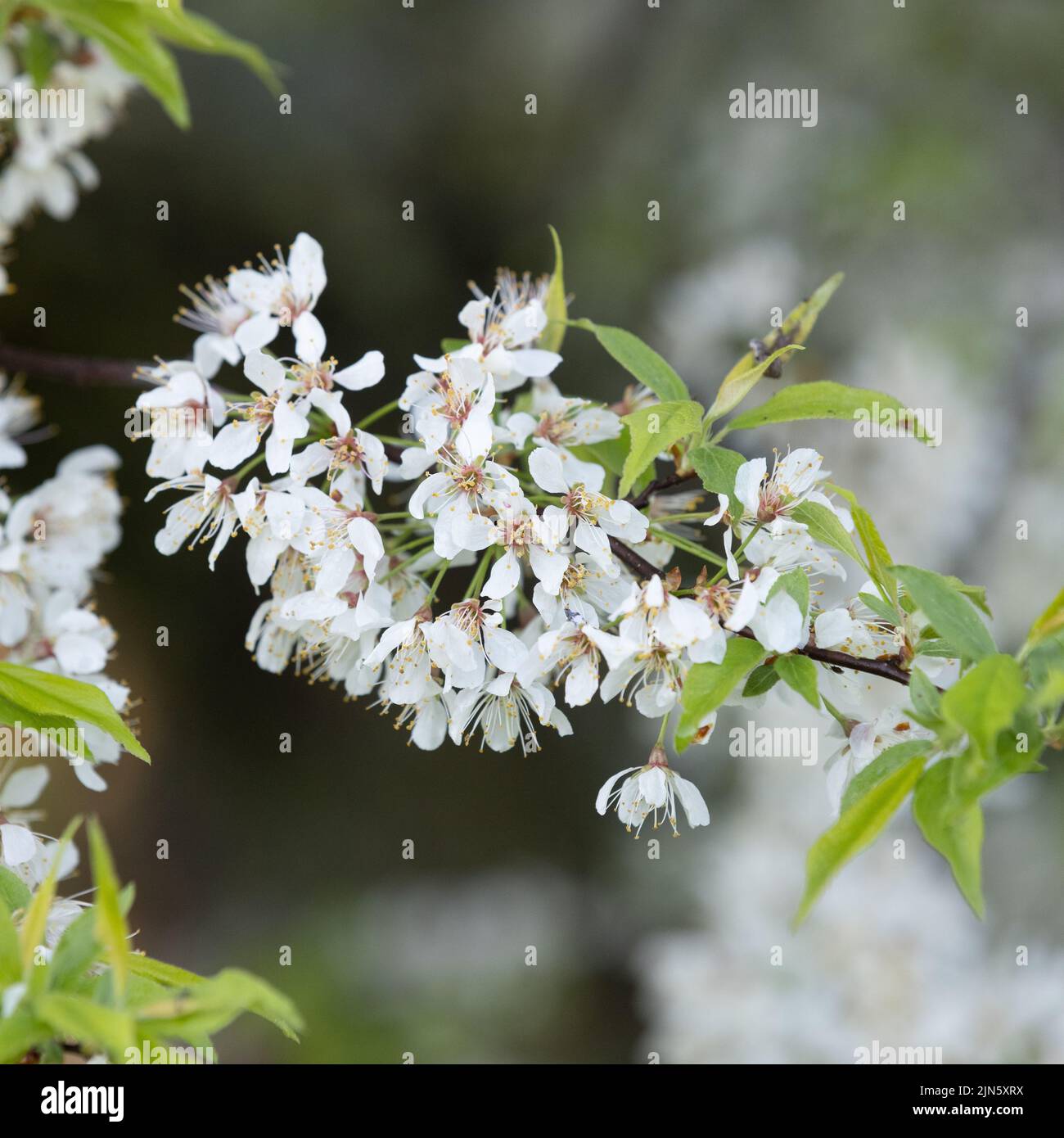 A closeup shot of cherry blossom isolated on a blurred background Stock ...