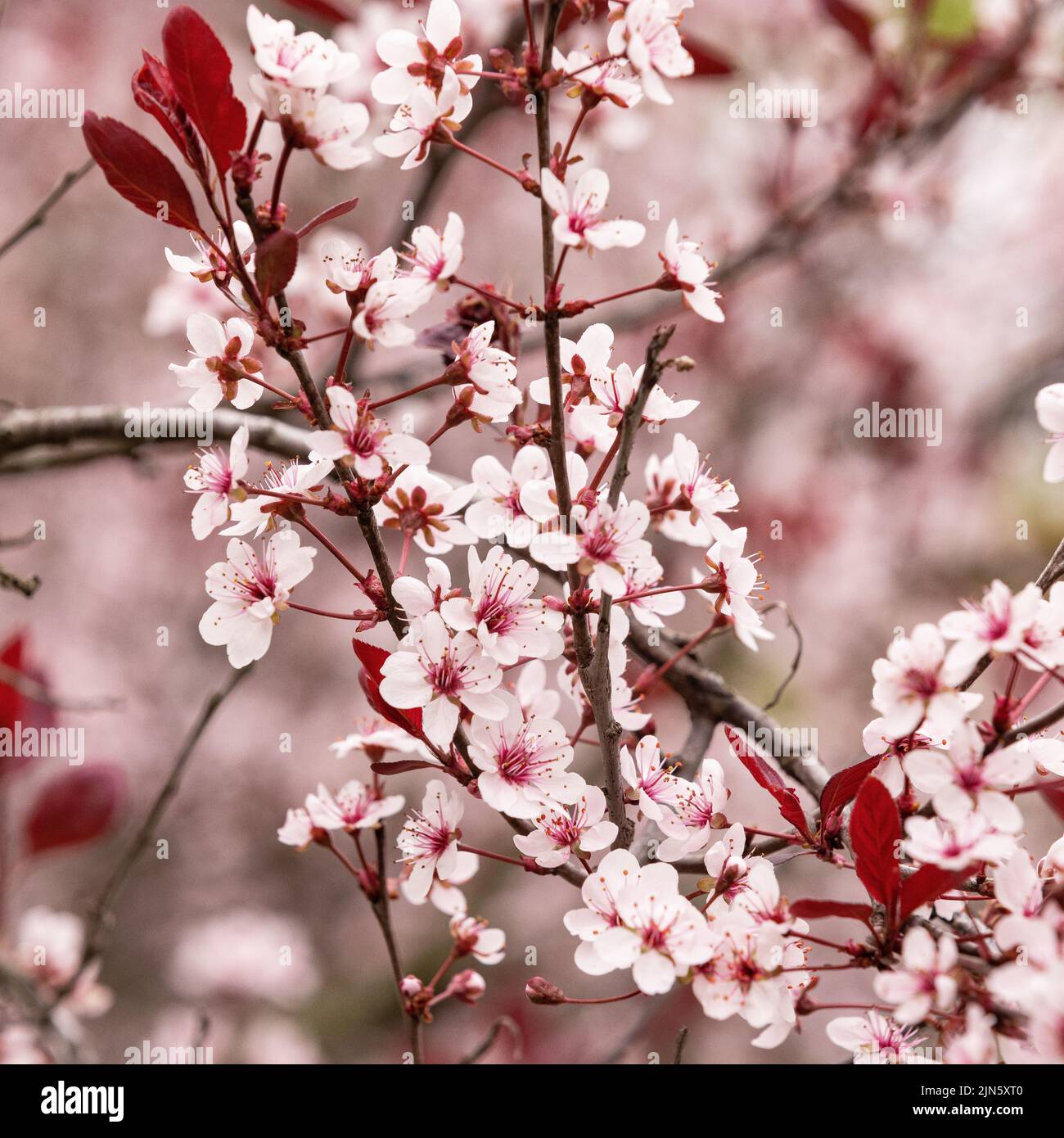 A closeup shot of cherry blossom isolated on a blurred background Stock ...