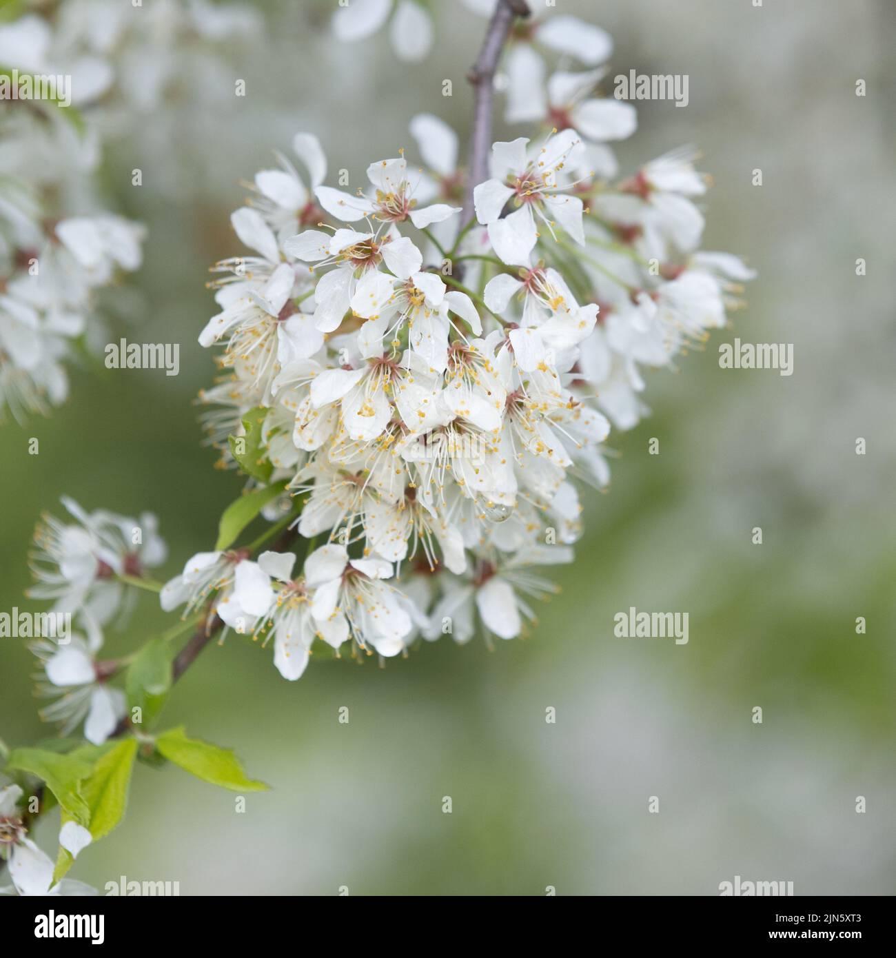 A closeup shot of cherry blossom isolated on a blurred background Stock ...