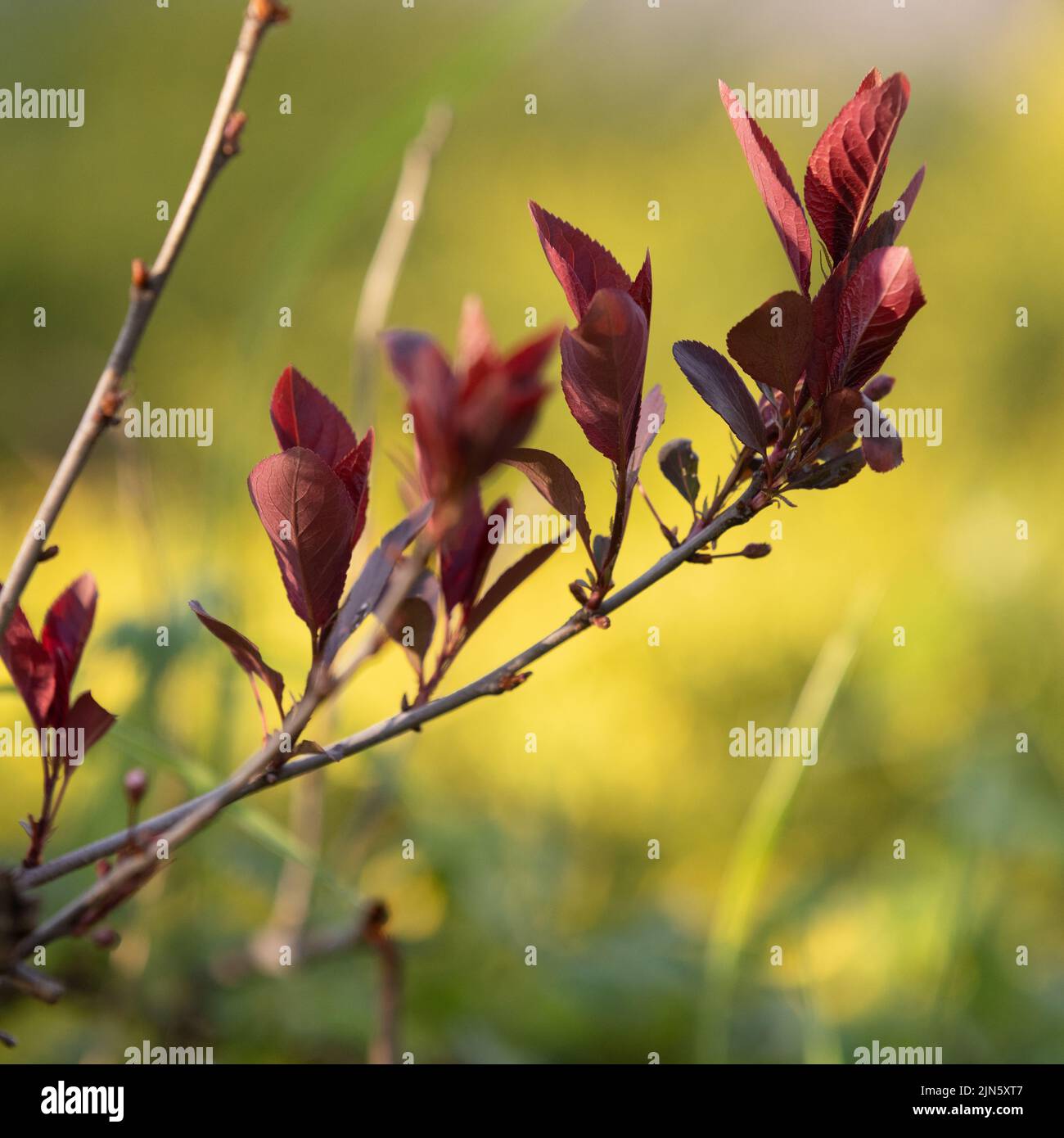 A closeup shot of a sand cherry branch isolated on a blurred background ...