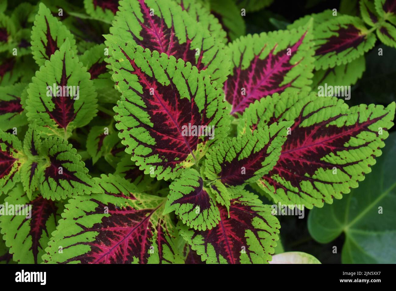 Coleus stem with leaves hi-res stock photography and images - Alamy