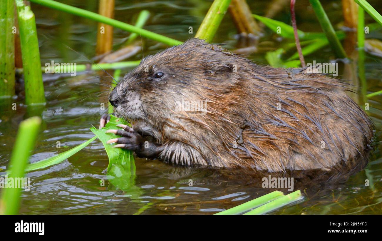 Beaver teeth castor fiber hi-res stock photography and images - Alamy