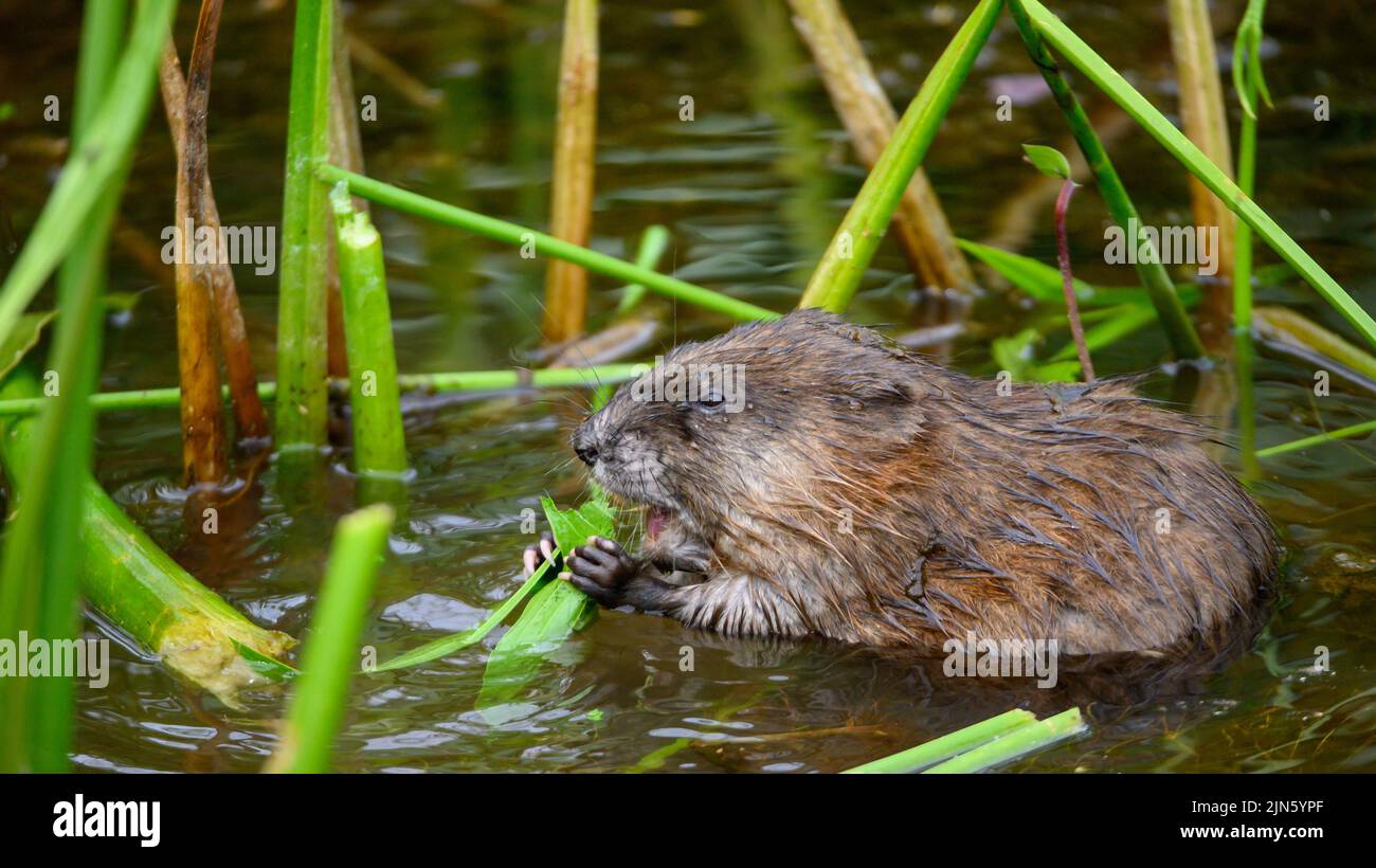 A beaver in water eating a leaf Stock Photo - Alamy