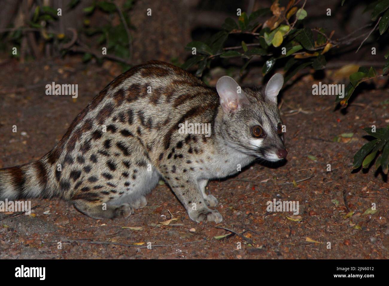 Südliche Großfleck-Ginsterkatze / South African large-spotted genet ...