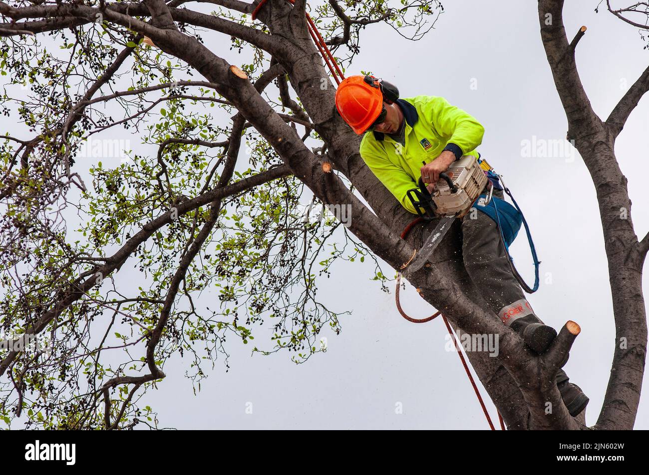 Down trees hi-res stock photography and images - Alamy