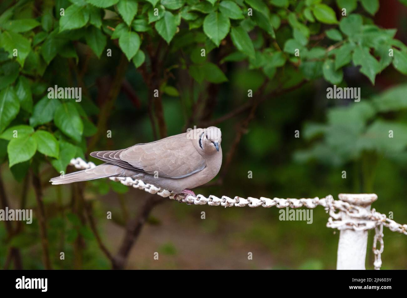 Equilibrium fence hi-res stock photography and images - Alamy