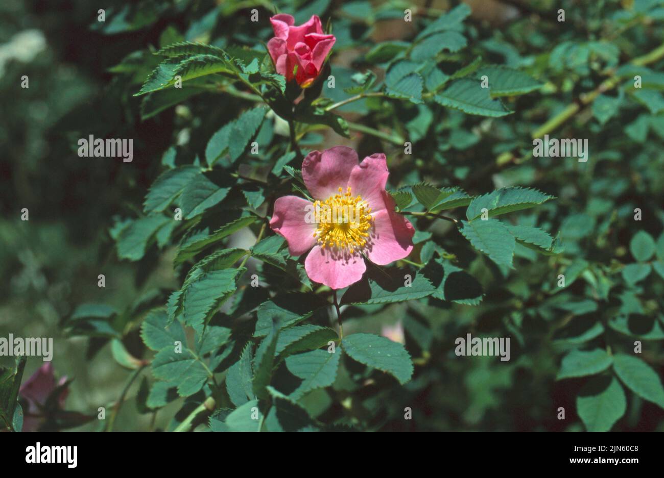 Native english rose hi-res stock photography and images - Alamy