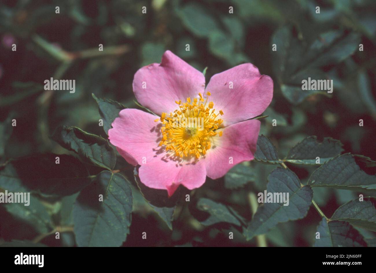 Dog Rose flowering in a hedge Cheshire England Stock Photo - Alamy