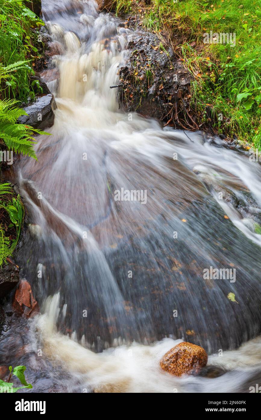 Stream flowing plants in forest day hi-res stock photography and images ...