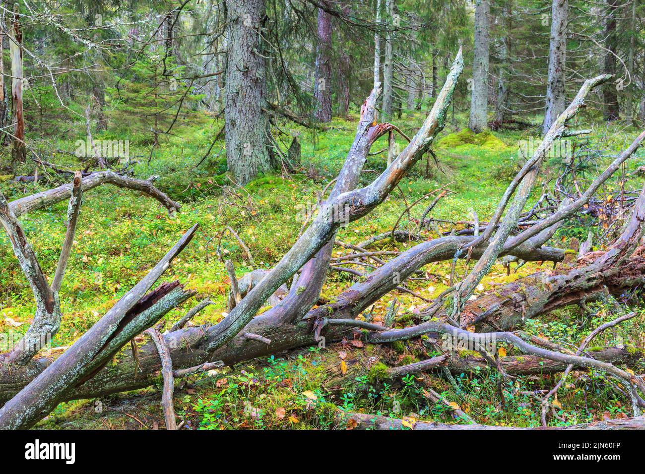 Fallen tree in an old-growth forest Stock Photo - Alamy