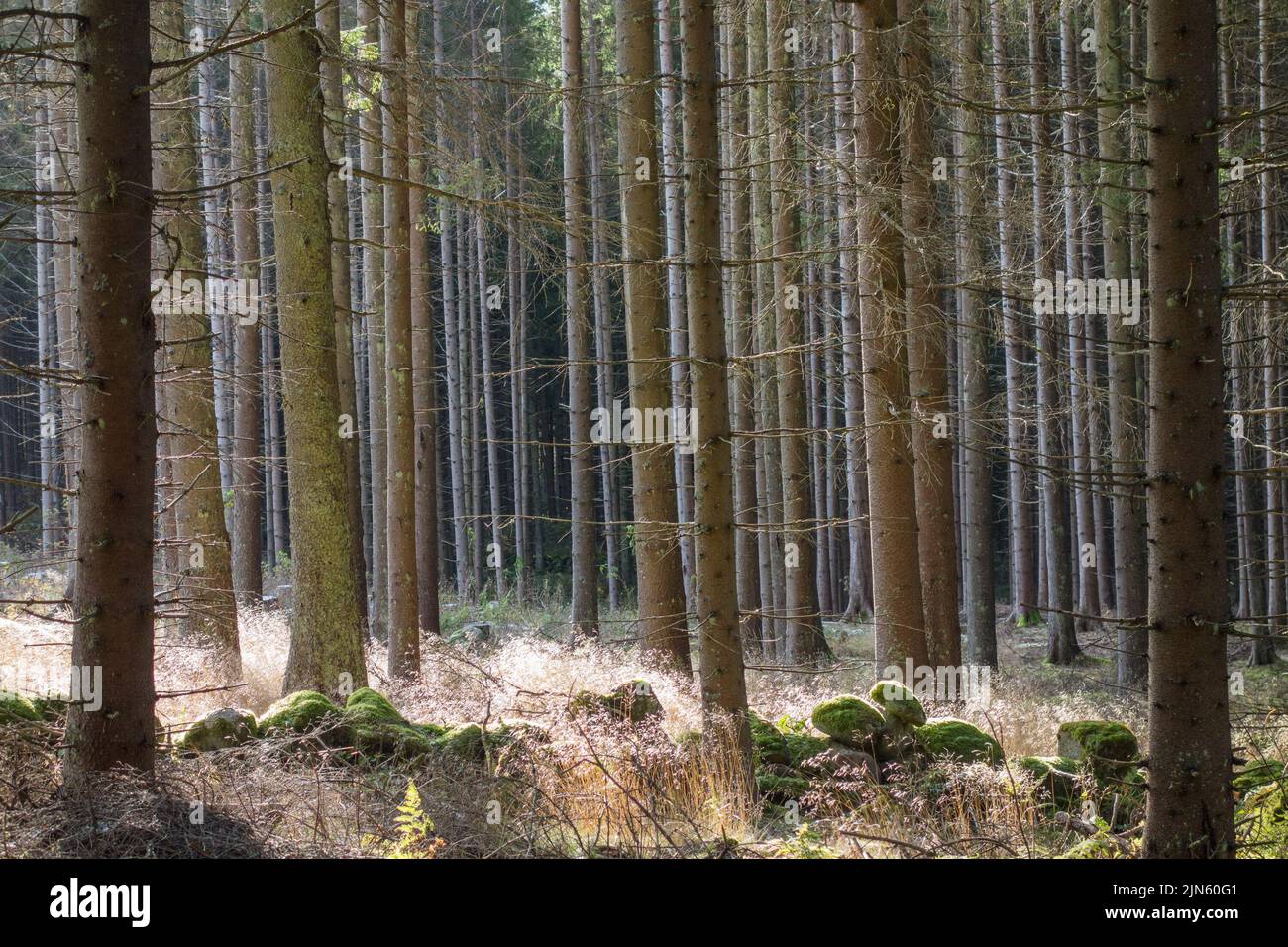 Tree trunks in backlight in the forest Stock Photo - Alamy