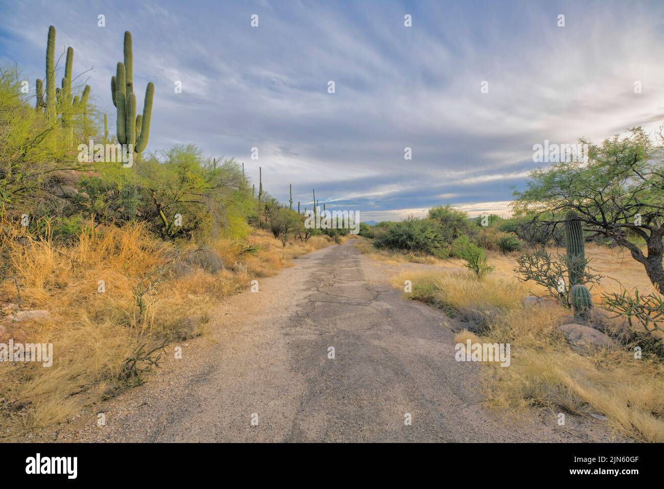 Path near the campgrounds and slope with saguaros at Sabino Canyon ...