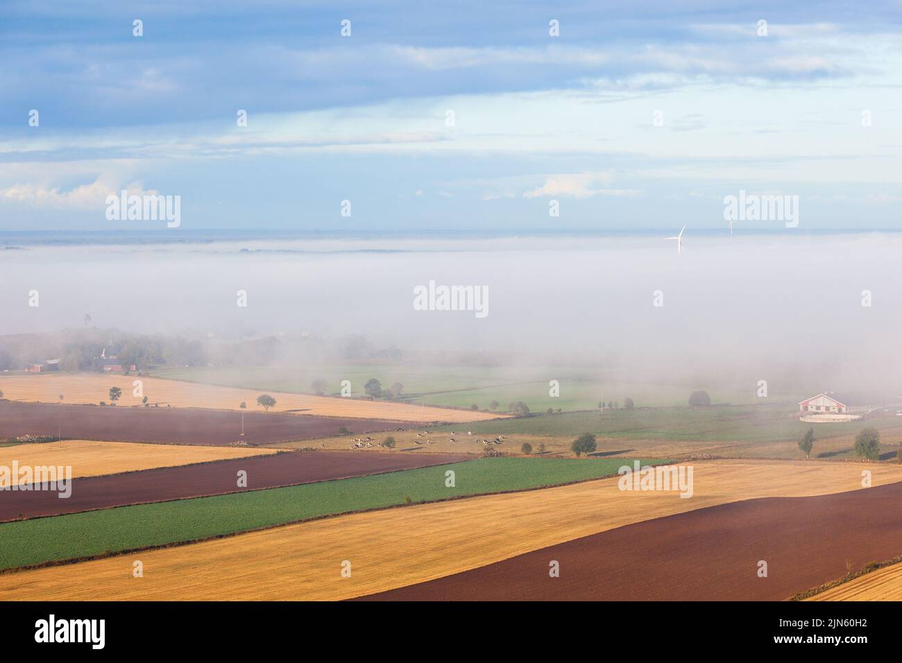 Tree sky landscape cow aerial hi-res stock photography and images - Alamy