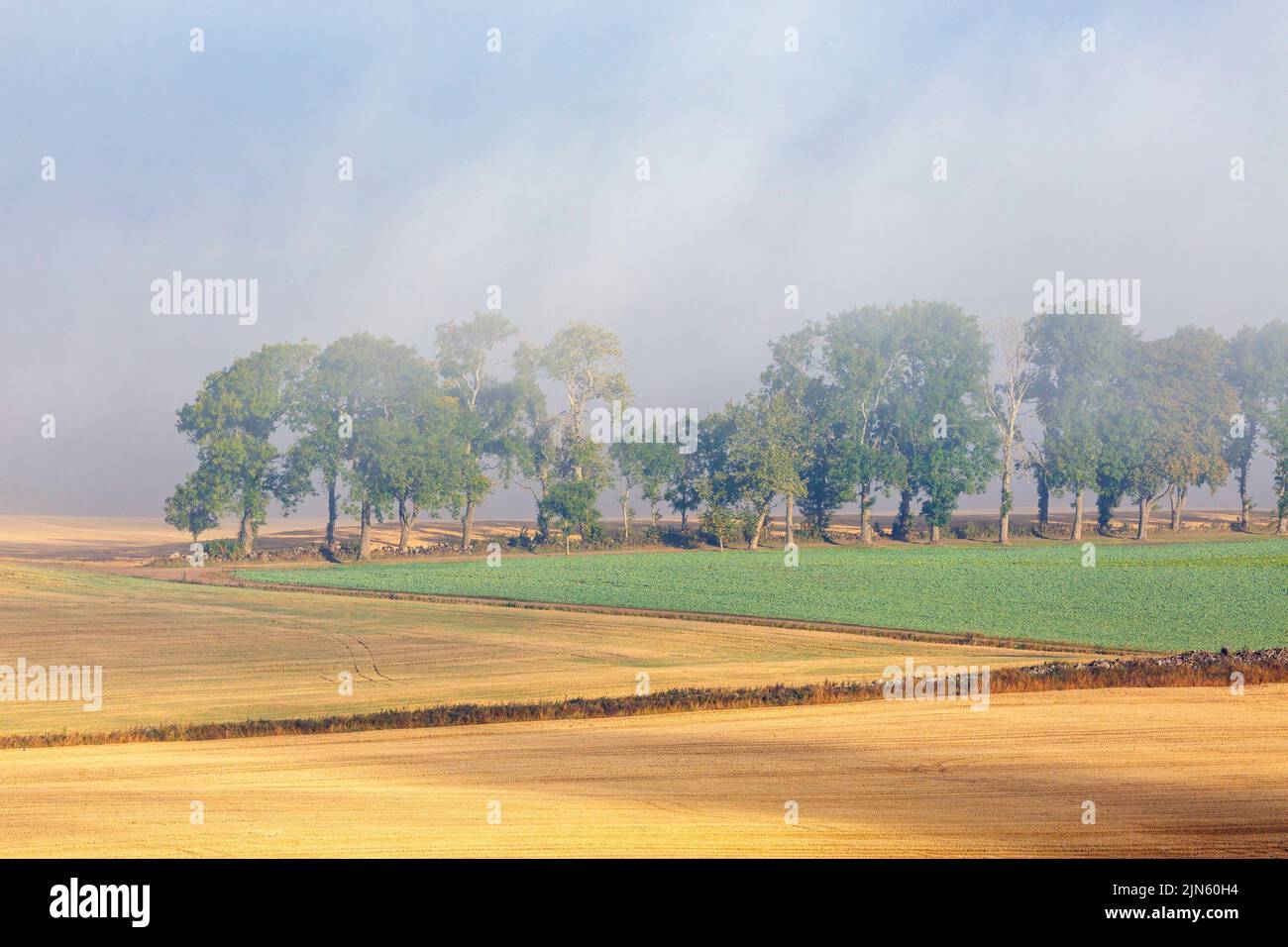 Farmland with trees and fog Stock Photo - Alamy