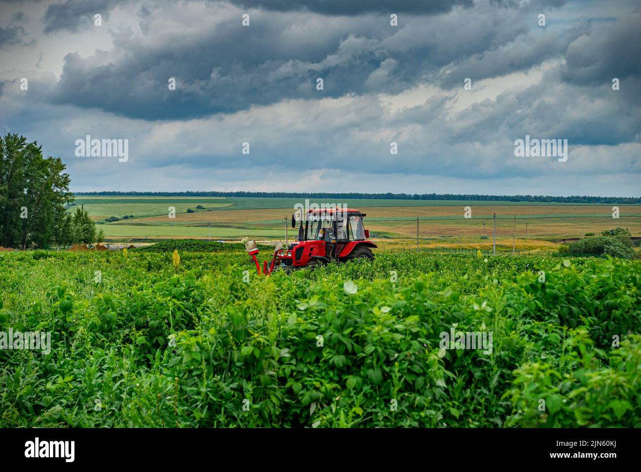Red tractor in a rural landscape. Harvesting in the field. Modern ...