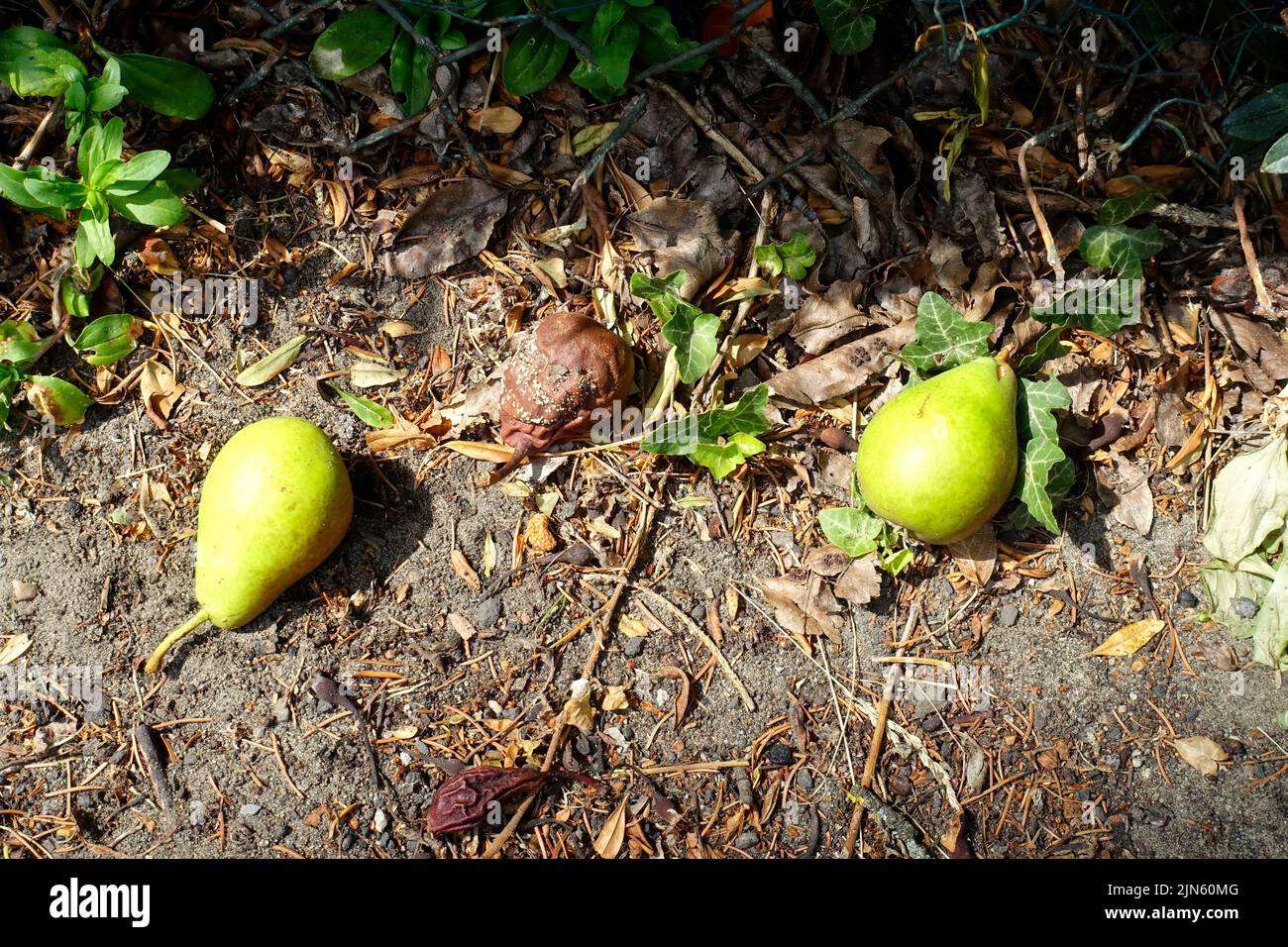 Windfalls hi-res stock photography and images - Alamy