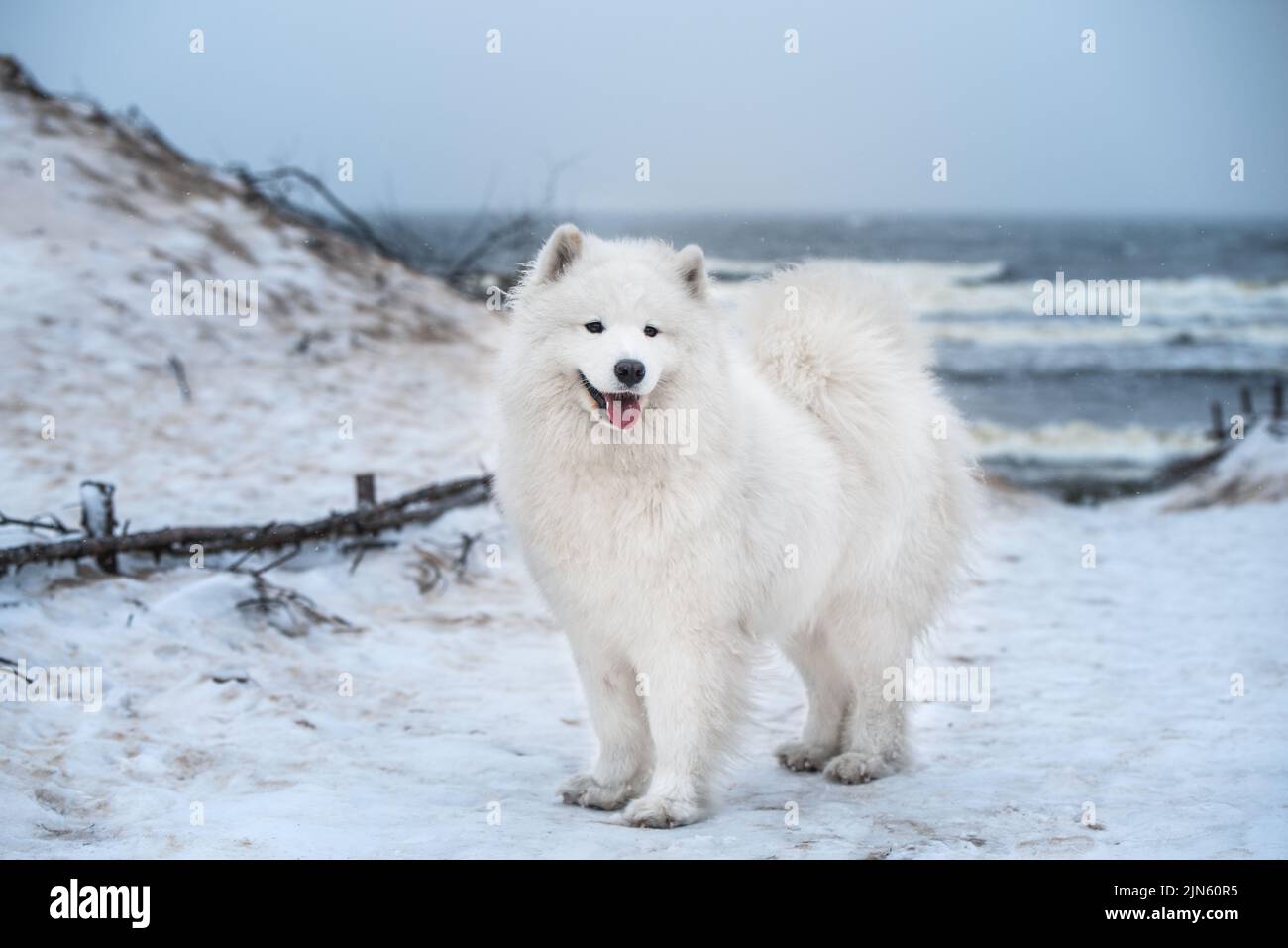 Nice Samoyed white dog is on snow sea beach in Latvia Stock Photo - Alamy
