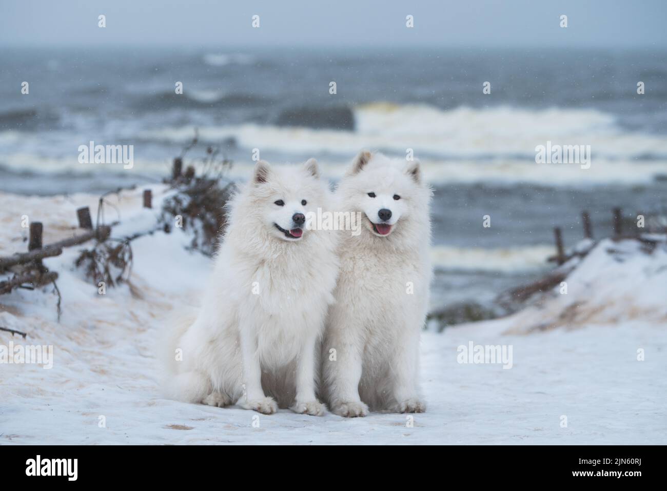 Two Samoyed white dogs are on snow sea beach in Latvia Stock Photo - Alamy