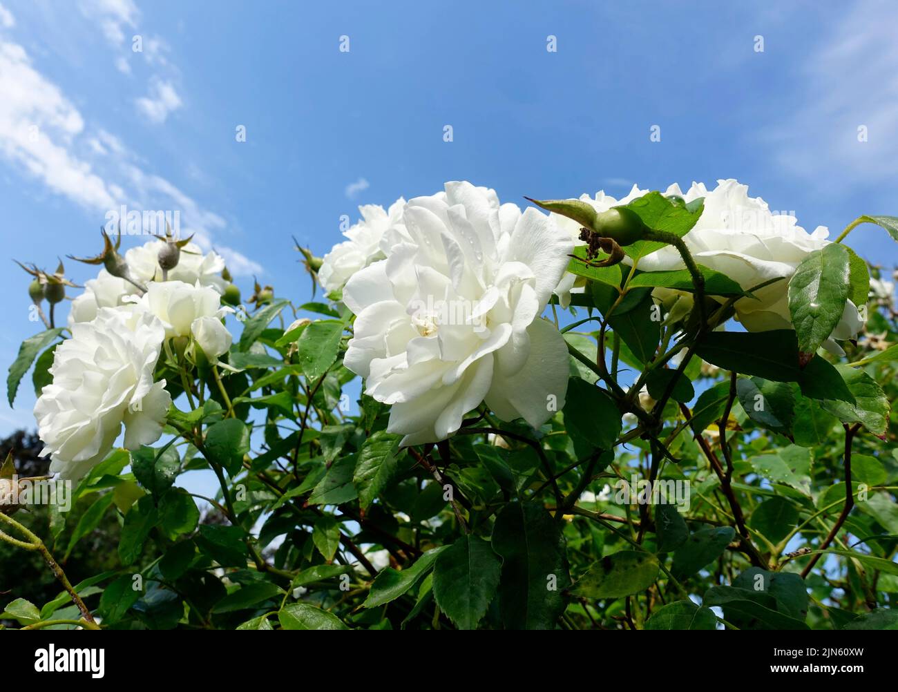 Floribunda roses hi-res stock photography and images - Alamy