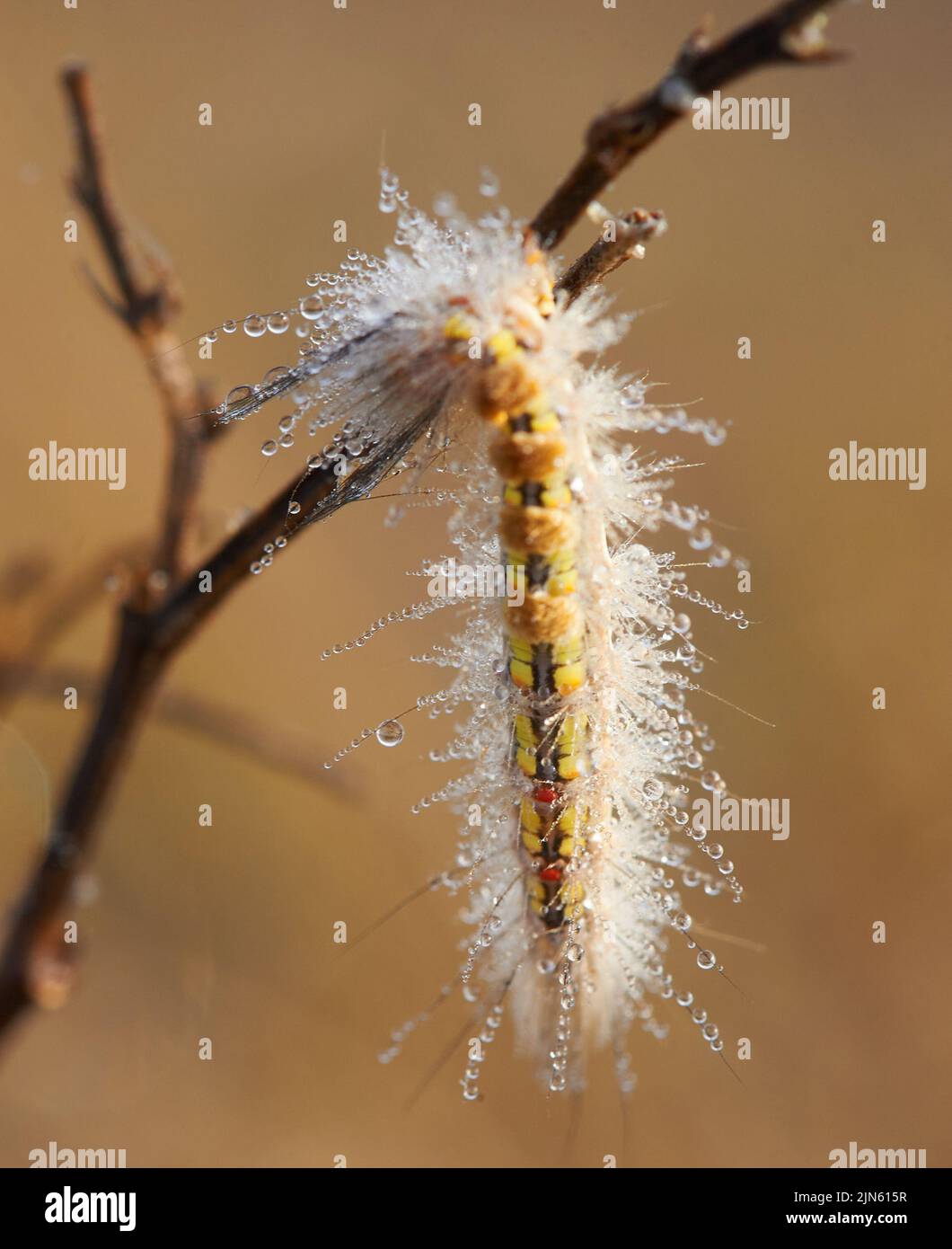 Caterpillar of india hi-res stock photography and images - Alamy