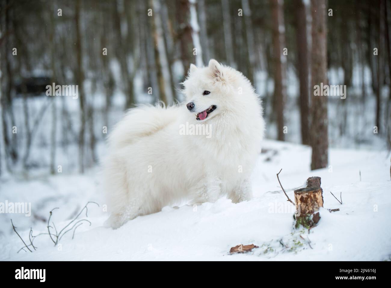 Samoyed white dog is sitting in the winter forest Stock Photo - Alamy