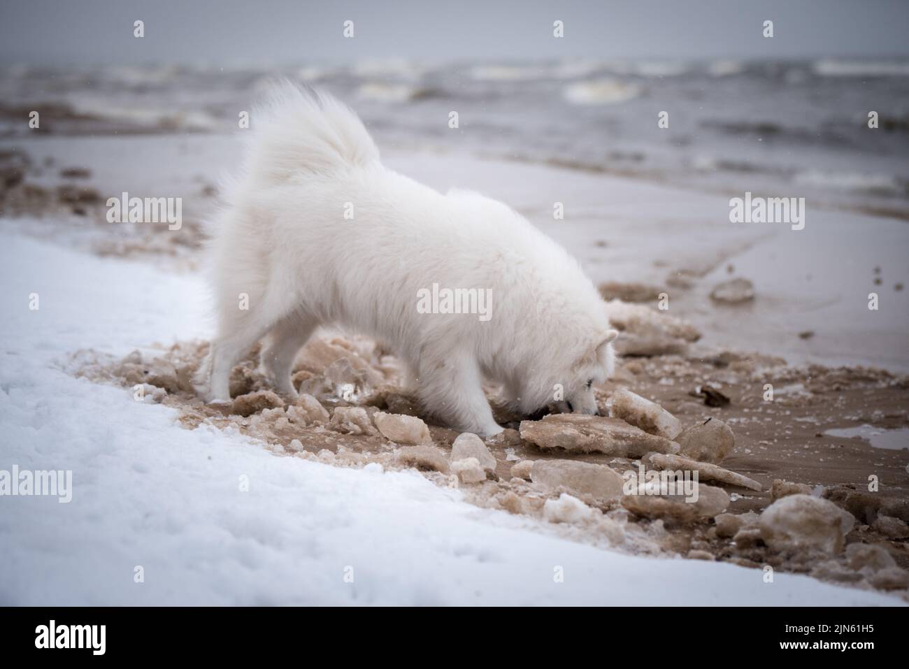 The dog fell through the ice. Samoyed white dog muzzle close up is on ...