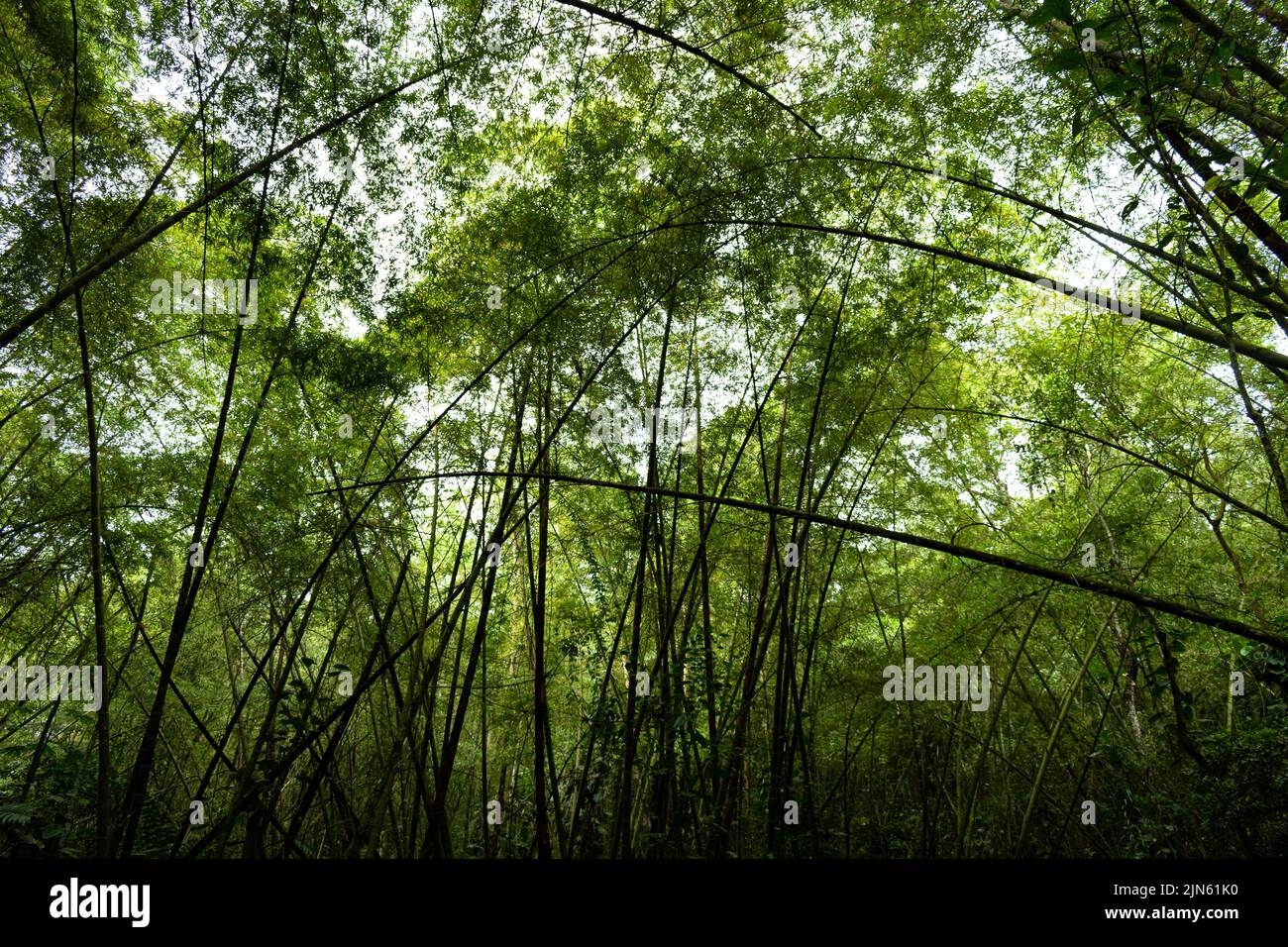 The green forest with dense vegetation Stock Photo - Alamy
