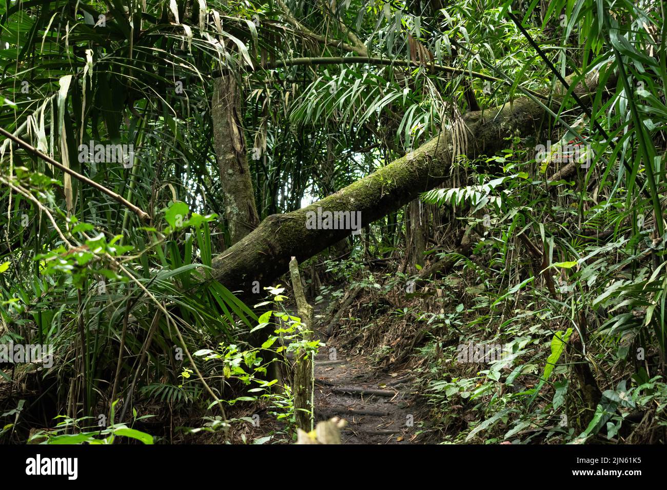 The narrow path with a fallen tree in a jungle Stock Photo - Alamy