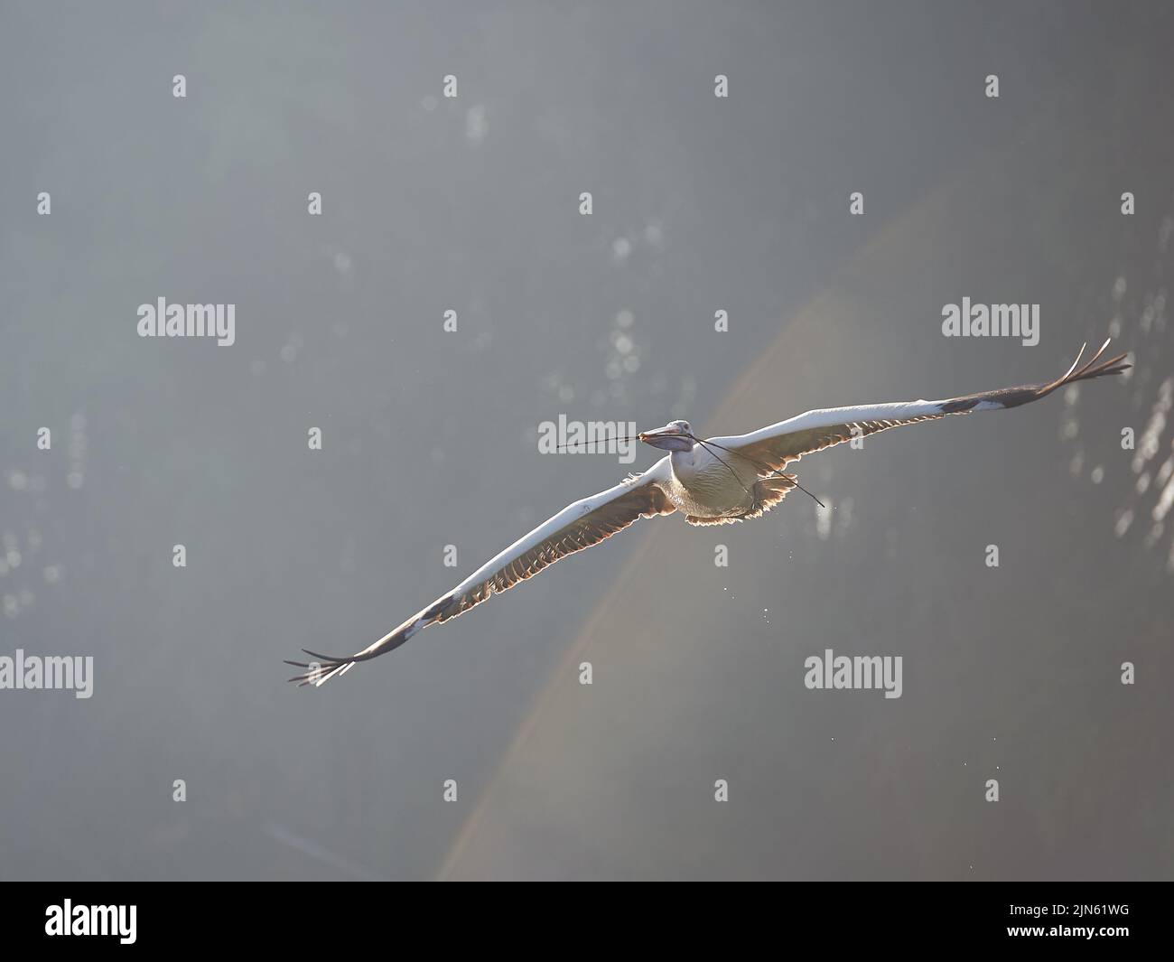 Pelican Flying in front of light flare, Ranganathittu Bird Sanctuary ...