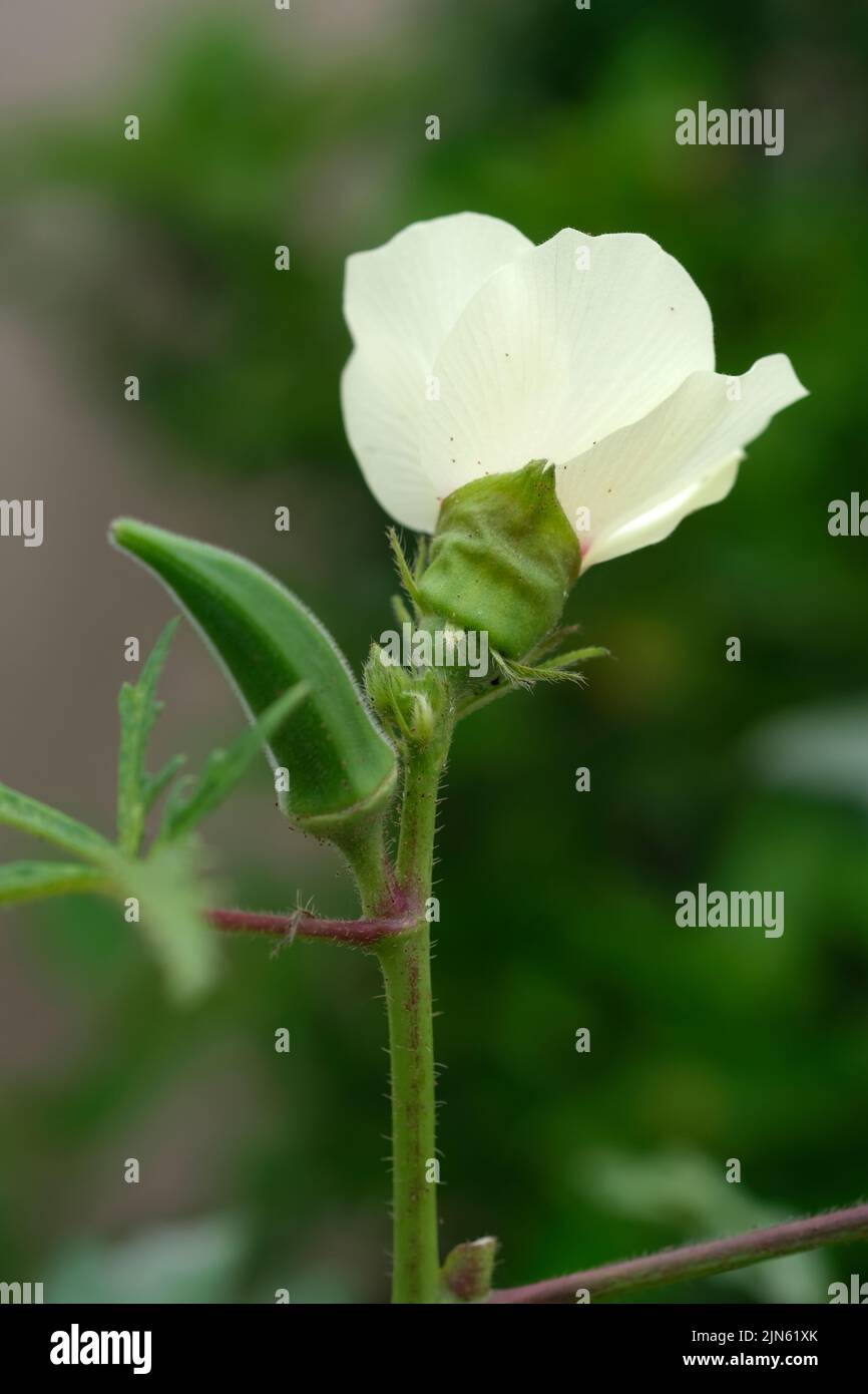 Lady finger farming hi-res stock photography and images - Alamy