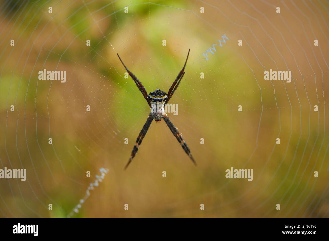 Signature spider in web hi-res stock photography and images - Alamy