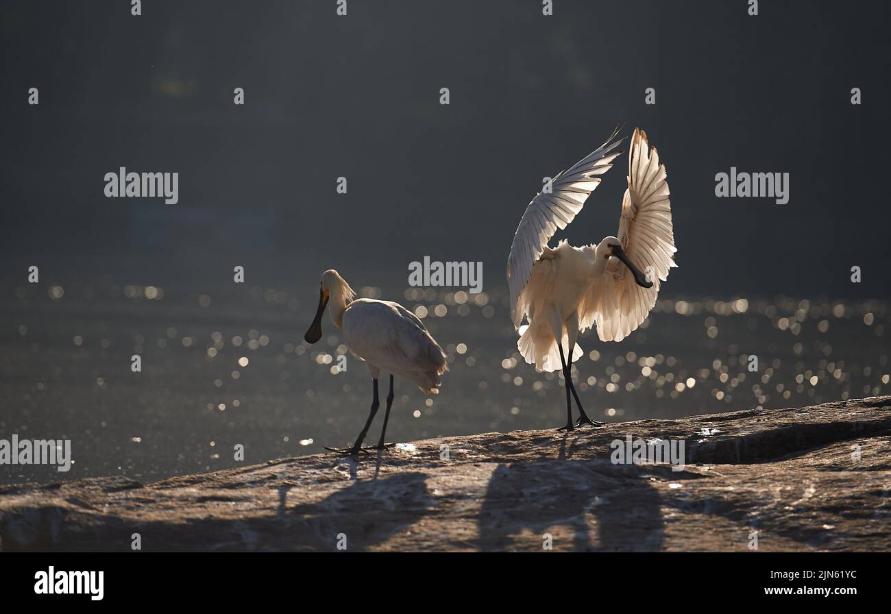 Spoon Bill Ballet, Ranganathittu Bird Sanctuary, India Stock Photo - Alamy