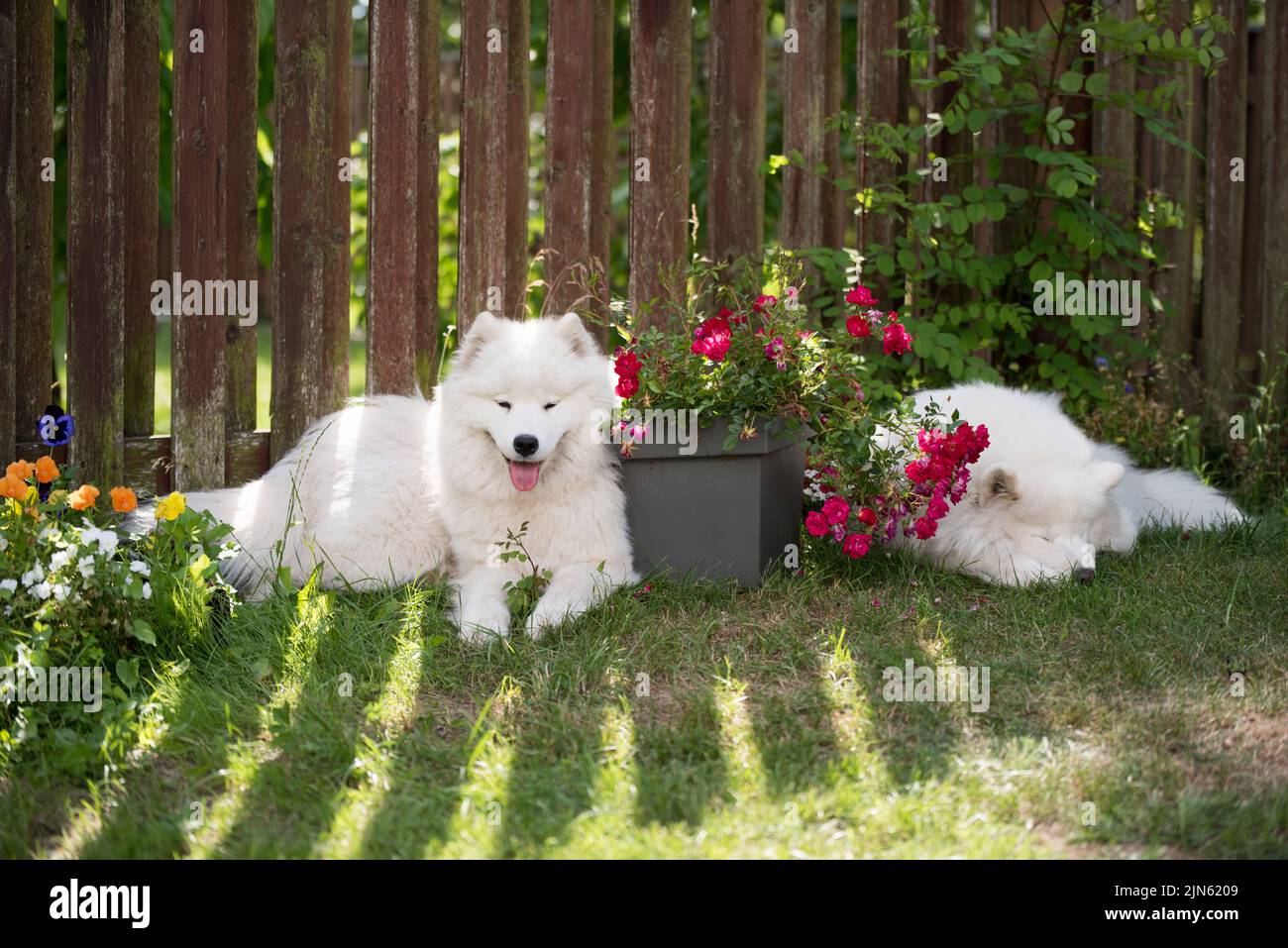 Two White Samoyed puppies are sitting on the green grass with flowers ...
