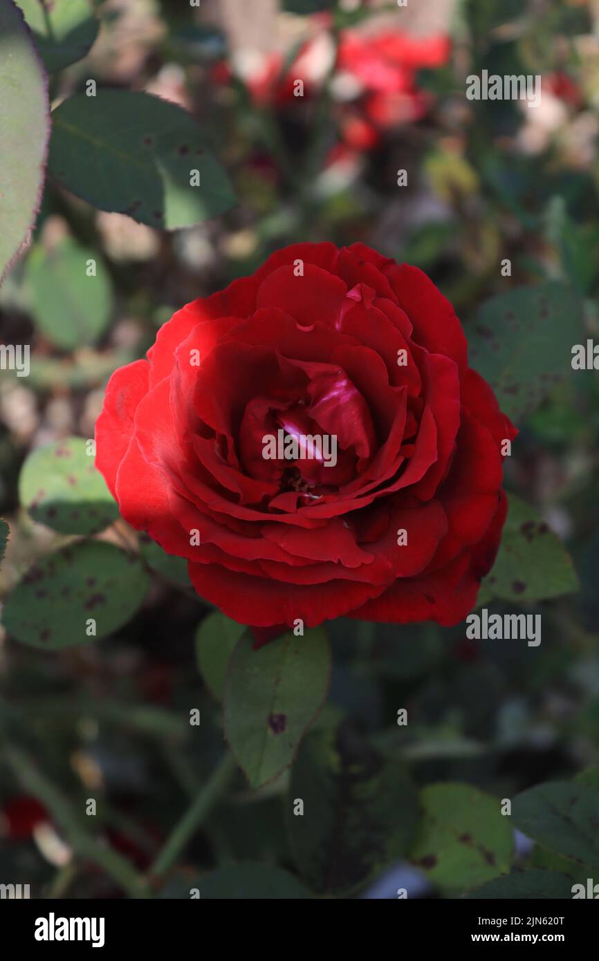 Closer look at a red rose thread Stock Photo - Alamy