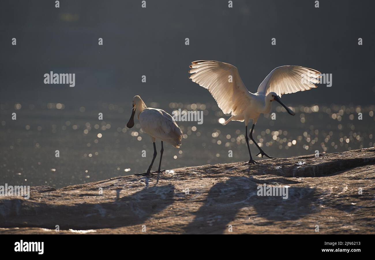 Spoon bill bird wind spread against light hi-res stock photography and ...