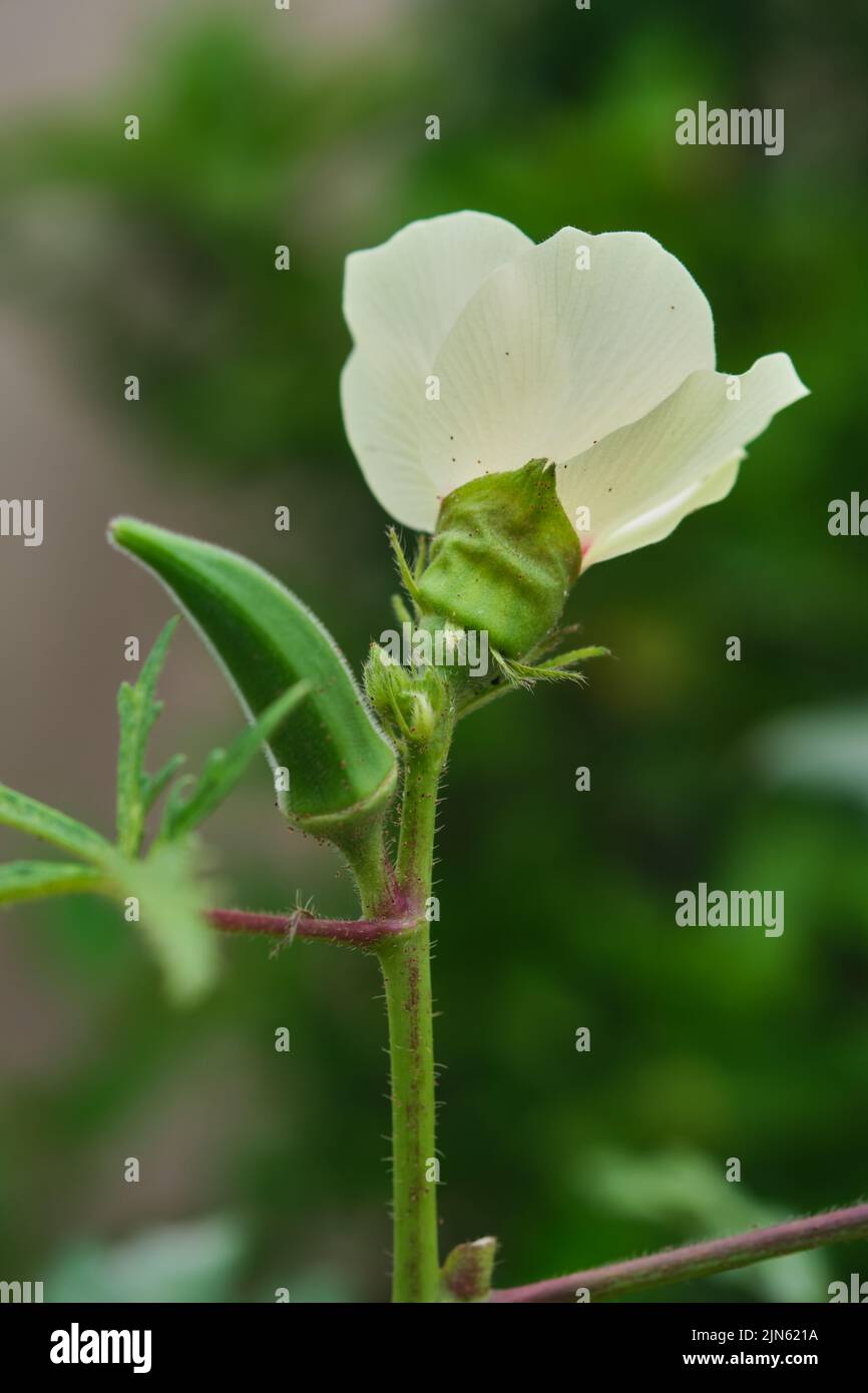 Lady finger and lady finger flower hi-res stock photography and images ...