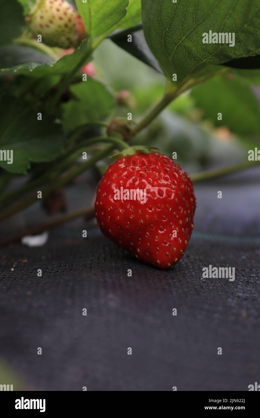 A closer look at a strawberry Stock Photo - Alamy
