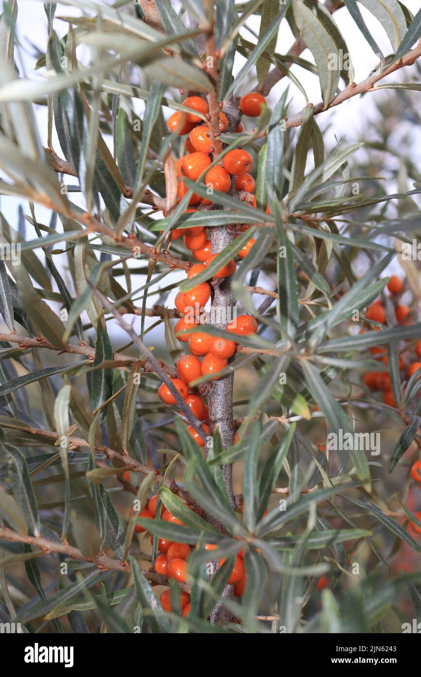 Sea buckthorn shrubs surprised at a sunrise Stock Photo - Alamy