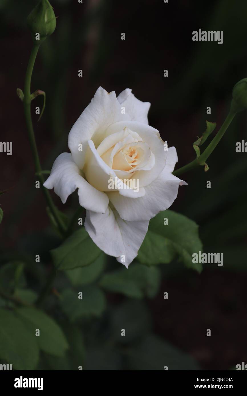 White shrub roses hi-res stock photography and images - Alamy