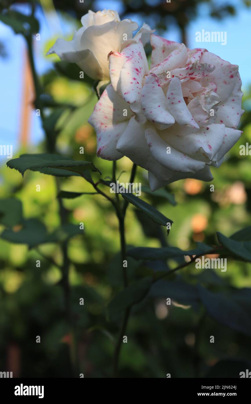 A closer look at a white rose thread Stock Photo - Alamy