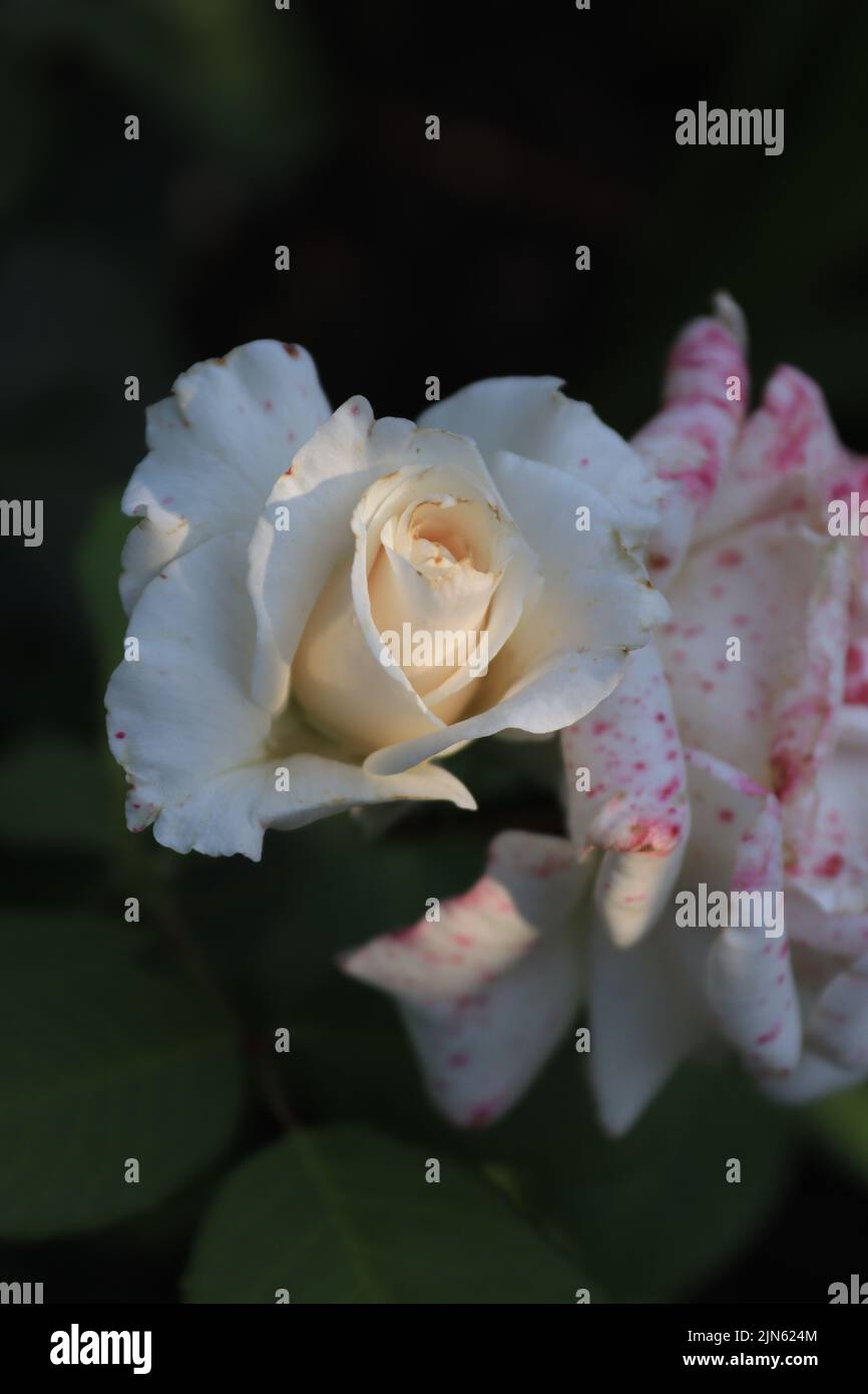 The petals of a white rose surprised to highlight certain details Stock ...