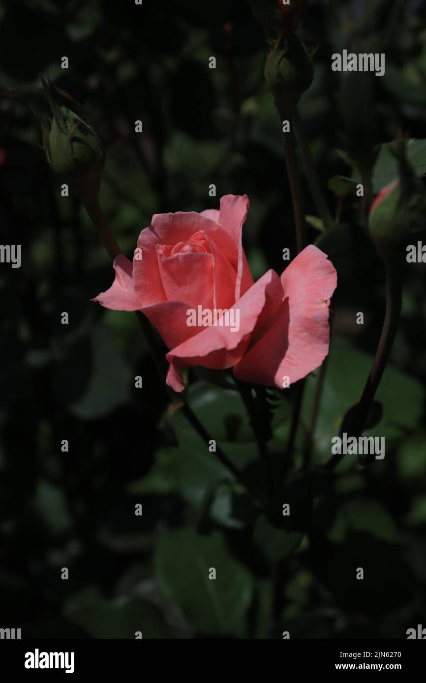 Pink rose that begins to bloom Stock Photo - Alamy