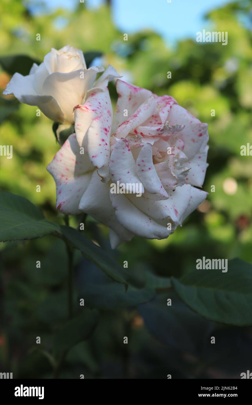 A thread of white rose immortalized in a local garden Stock Photo - Alamy
