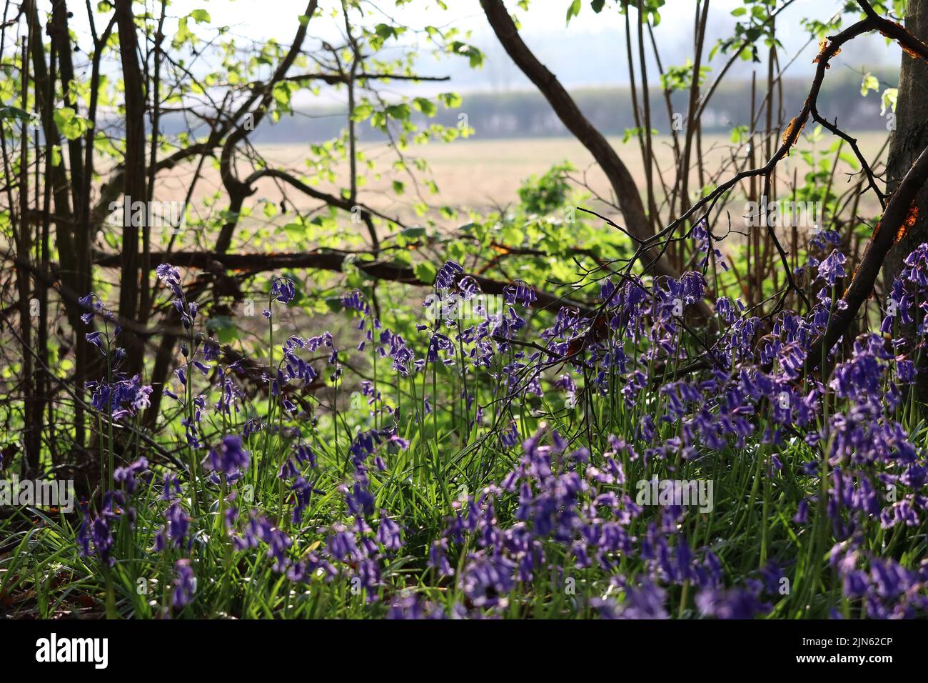 A landscape view of the Bluebells in the garden Stock Photo - Alamy